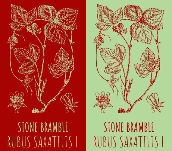 Bramble Vector Images (over 1,400)