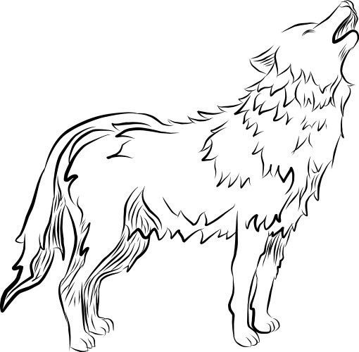 Wolf muzzle sketch Royalty Free Vector Image - VectorStock