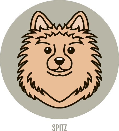 Pomeranian small german spitz dog Royalty Free Vector Image