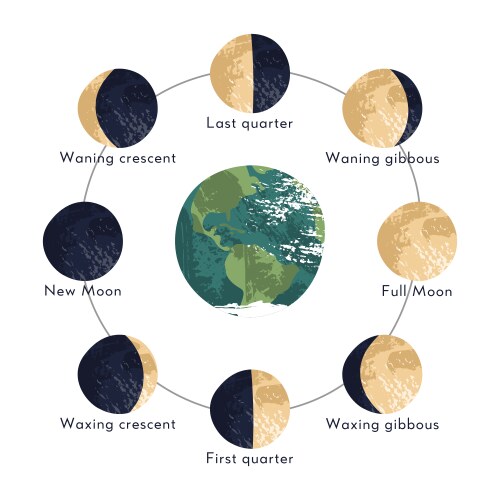 Phases of the moon whole cycle from new Royalty Free Vector