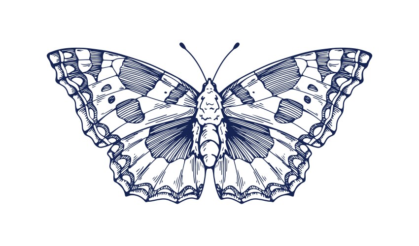 Butterfly Stencil Vector Images (over 940)