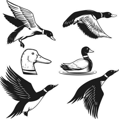 Flying Duck Vector Images (over 7,300)