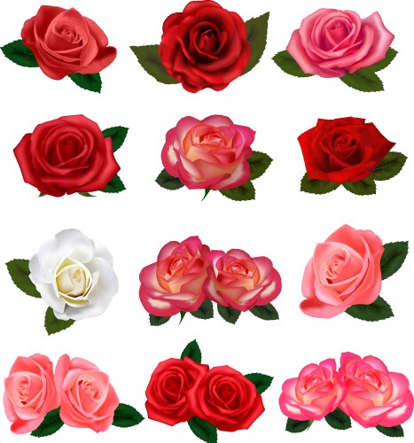 Roses Royalty Free Vector Image - VectorStock