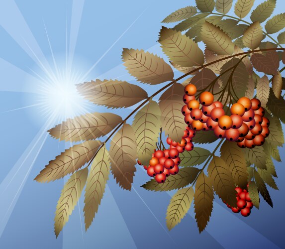 Ash Vector Images (over 24,000)