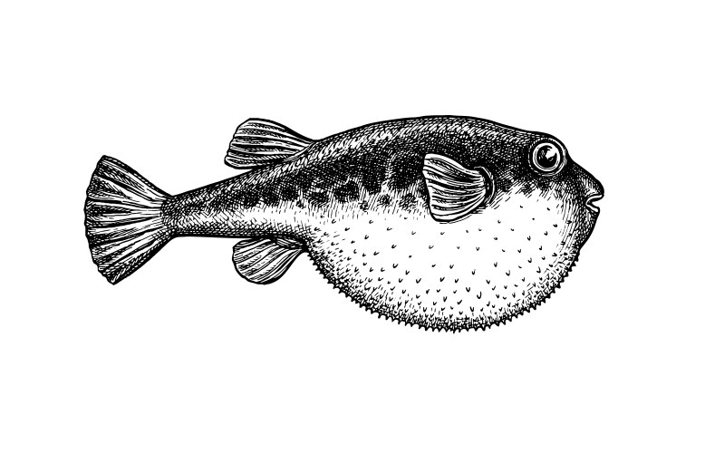 Fugu Fish Vector Images (over 1,600)