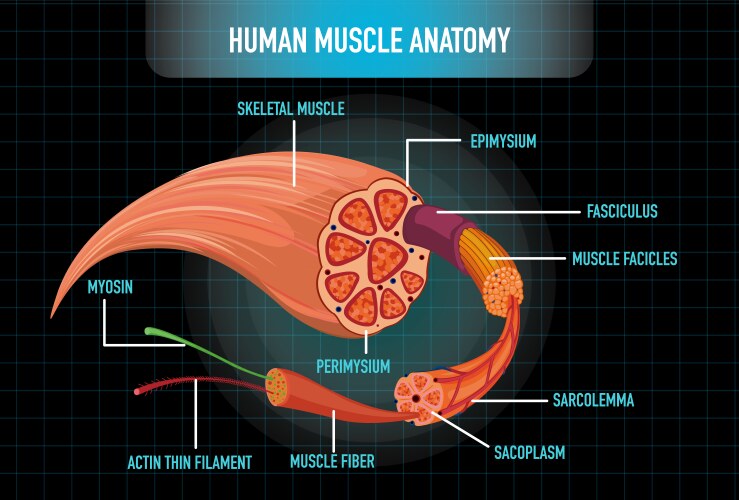 Human muscle anatomy structure Royalty Free Vector Image