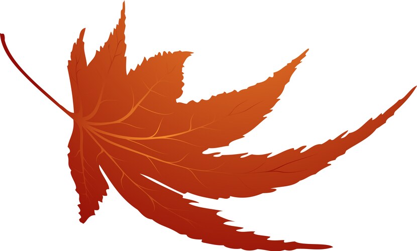 Maple autumn leaf Royalty Free Vector Image - VectorStock