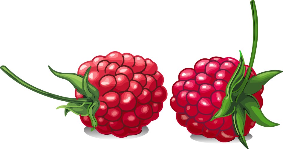 Raspberry Vector Images (over 29,000)
