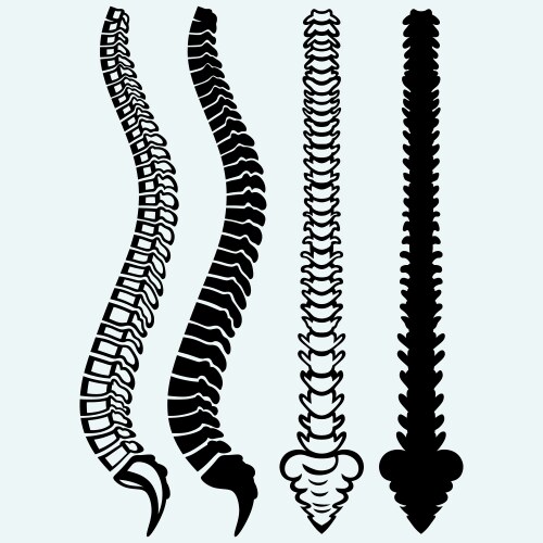 Spine Vector Images (over 32,000)