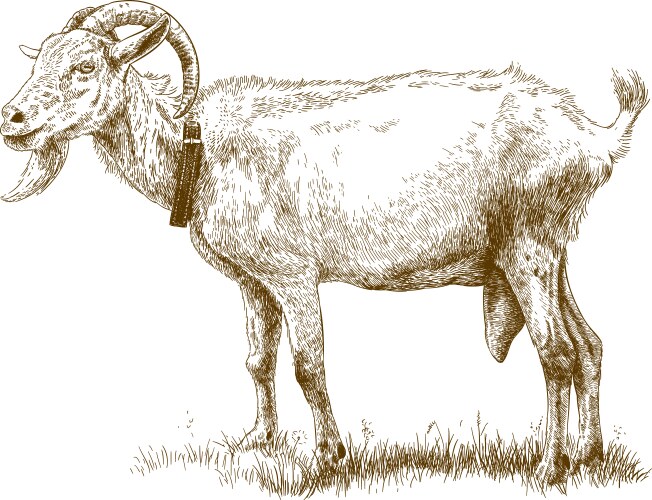 Engraving goat and kid retro Royalty Free Vector Image