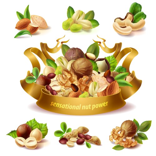Mega collection of colorful nuts Royalty Free Vector Image