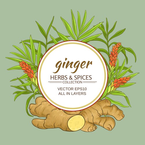 Ginger Royalty Free Vector Image - VectorStock
