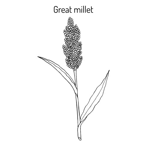 Millet Vector Images (over 2,000)