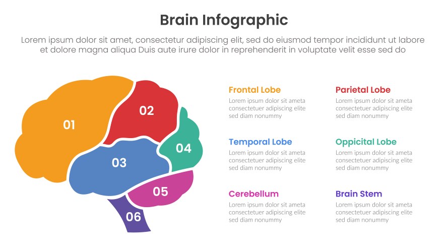 Human brain infographic template banner Royalty Free Vector Human brain infographic template banner Royalty Free Vector