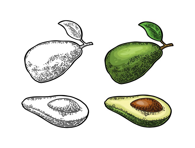 Hand drawn avocado half Royalty Free Vector Image