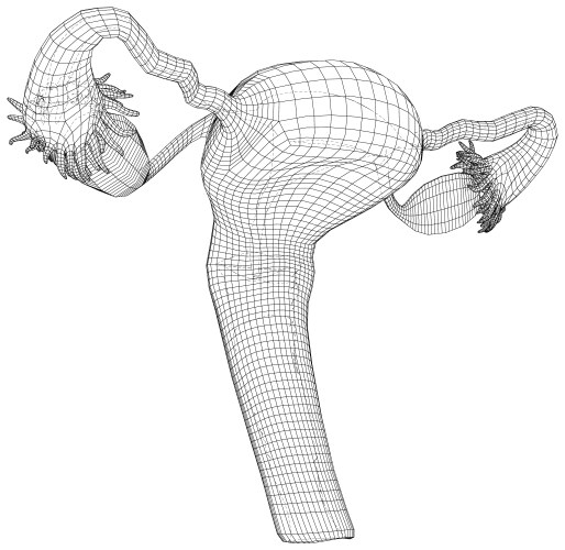 Female reproductive system Royalty Free Vector Image