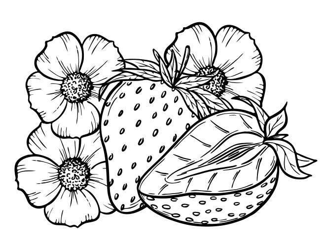 Strawberries sketch line art composition hand Vector Image