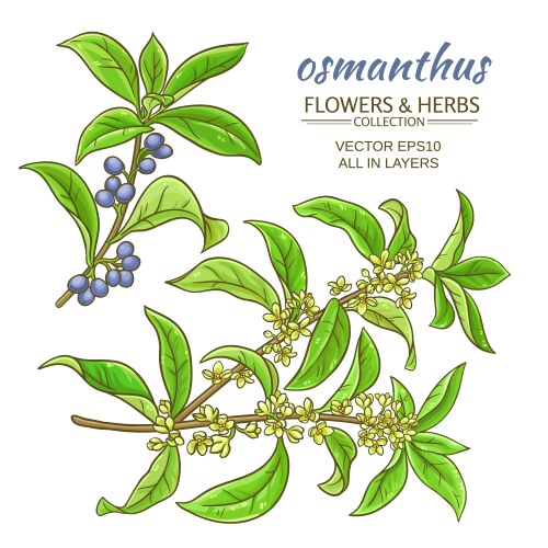 Osmanthus set Royalty Free Vector Image - VectorStock