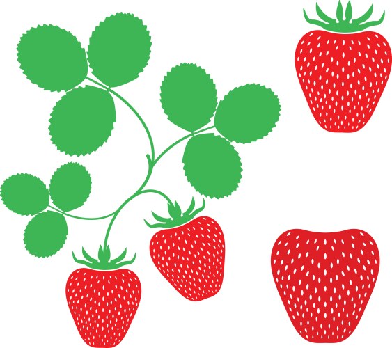 Ripe strawberry with leaves and blossom set Vector Image