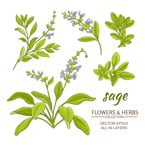 Sage set Royalty Free Vector Image - VectorStock