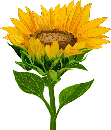 Sunflower Vector Images (over 53,000)