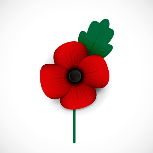 Red poppy Royalty Free Vector Image - VectorStock