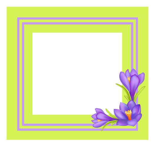 Crocus springtime flowers blooming purple buds Vector Image