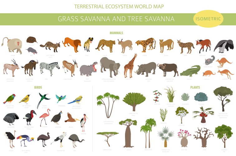 Tree savanna and grass biome natural Royalty Free Vector