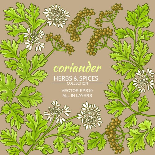Inflorescence of a coriander plant Royalty Free Vector Image