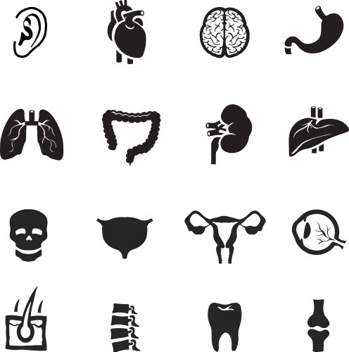 Human organs icons set Royalty Free Vector Image