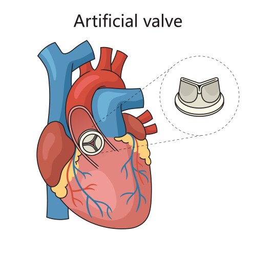 Human heart structure diagram medical science Vector Image