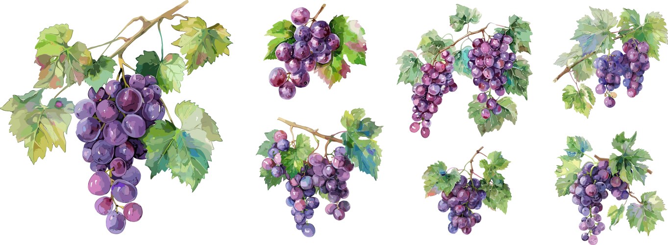 Grapes Vineyard Vector Images (over 21,000)