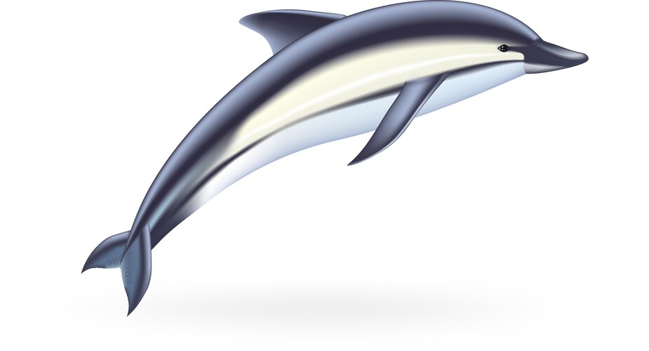 Dolphin Realistic Vector Images (over 250)