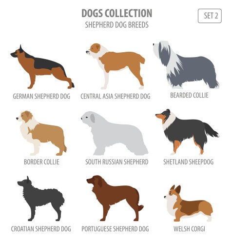 Shepherd dog breeds sheepdogs collection isolated Vector Image