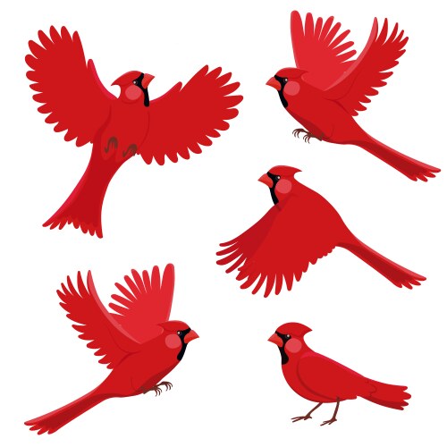 Cardinal Cartoon Vector Images (over 1,400)