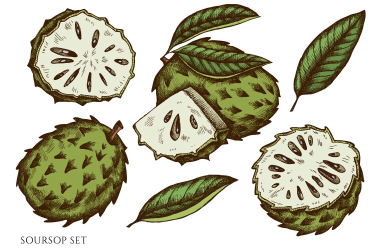 Soursop Fruit Vector Images (over 860)