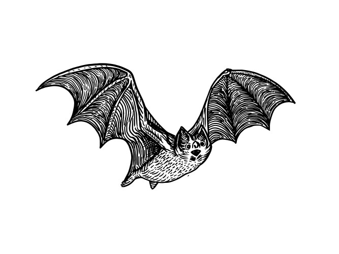 Bat Engraving Vector Images (over 690)