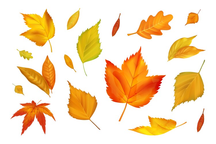 Autumn leaves flat isolated Royalty Free Vector Image