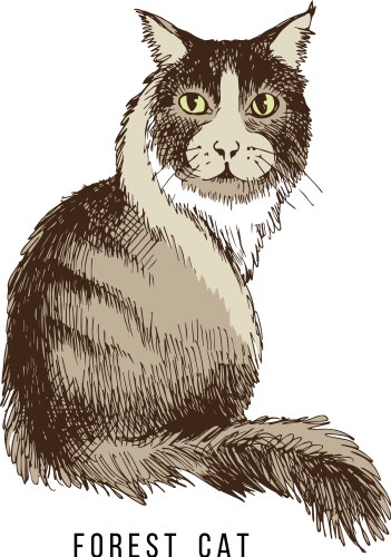 Norwegian forest cat Royalty Free Vector Image