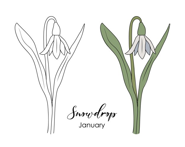 Snowdrop Line Drawing Vector Images (over 370)