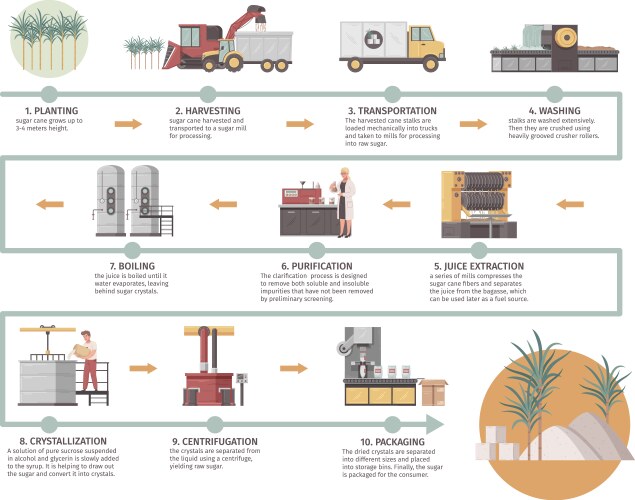 Sugar plant agricultural crops cane leaf Vector Image