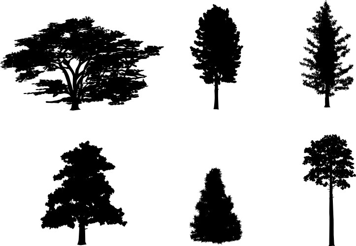 Pine tree Royalty Free Vector Image - VectorStock