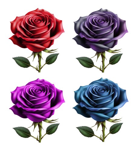 Beautiful rose realistic drawing Royalty Free Vector Image