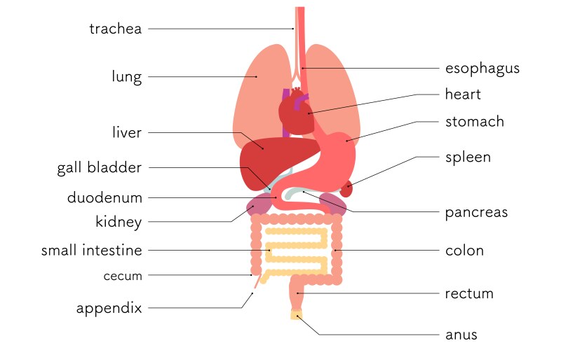 Structure of the human body internal organs Vector Image