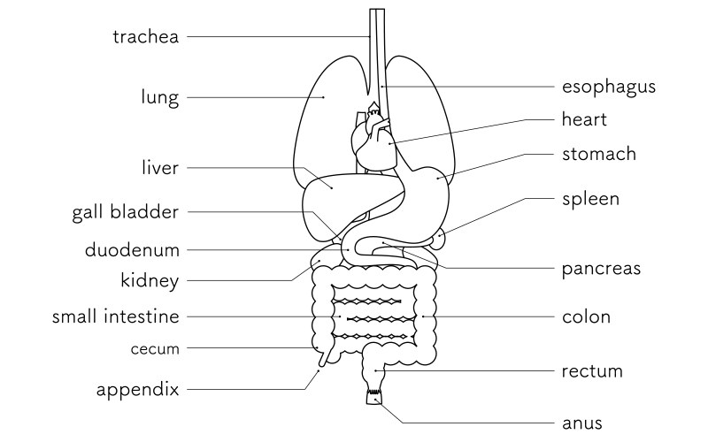 Structural drawing of the human body internal Vector Image