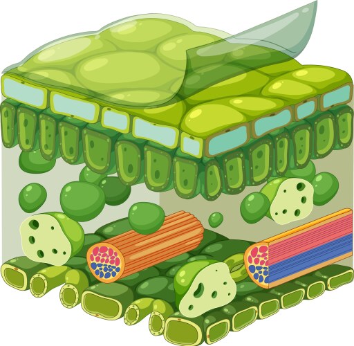 Leaf Diagram Vector Images (over 3,300)