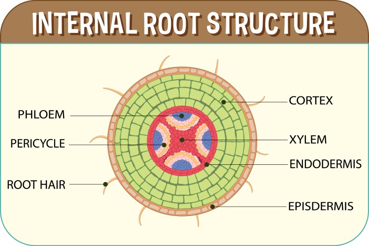 Internal structure of root diagram Royalty Free Vector Image