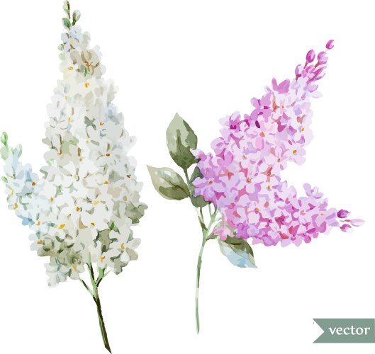 Lilac Vector Images (over 33,000)