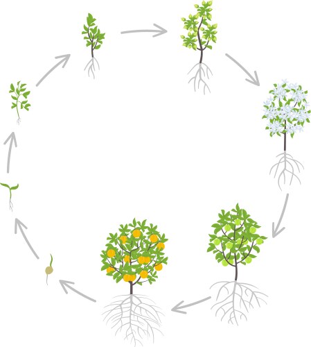 Broccoli plant life cycle growing stages set Vector Image
