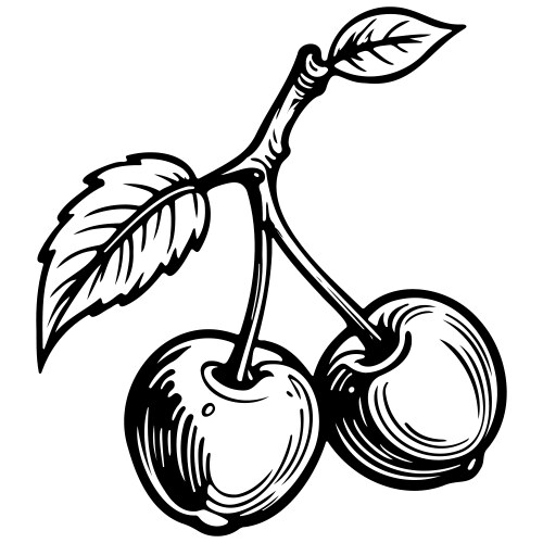 Cherry Outline Vector Images (over 23,000)